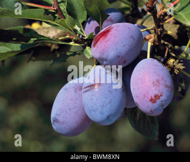 Les prunes prunes Stanley plusieurs endroits à l'extérieur de la ...
