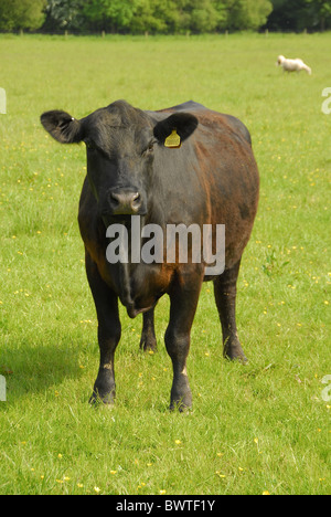 Aberdeen Angus vaches allaitantes, bovins de boucherie Bovins veaux ...