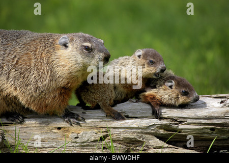 Mutter mit Bébé - maman avec bébé Sozialverhalten - comportement social ...