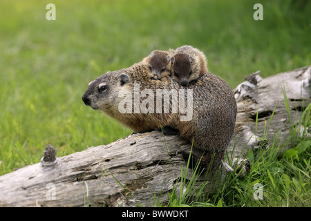 Mutter mit Bébé - maman avec bébé Sozialverhalten - comportement social ...