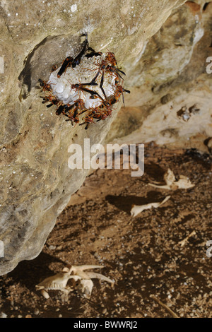 Belonogaster sausserei invertébrés insectes spéléologie Socotra Yémen ...
