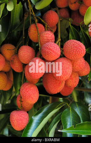 Grappe de letchis sur arbre, La Reunion Photo Stock - Alamy