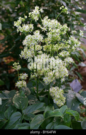 Chlorophytum, gallabatense Anthericaceae (Agavacées), au Malawi, en ...