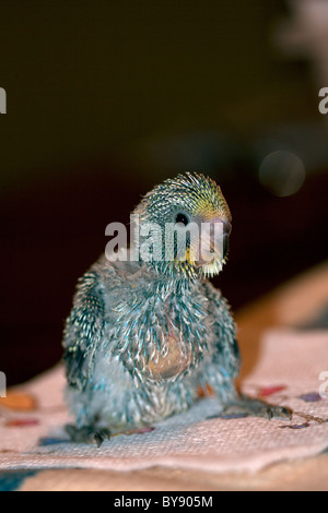 Perruche anglaise à 21,2 semaines d'âge Photo Stock - Alamy