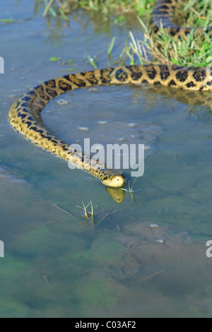Anaconda jaune (Eunectes notaeus), natation dans l'eau, Pantanal ...