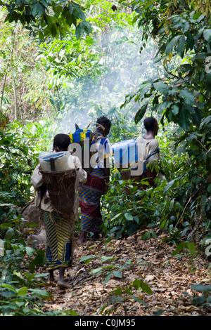 Pygmées de la forêt équatoriale,Betou, République du Congo Photo Stock ...