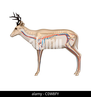 Circulation coeur anatomie cerf squelette corps transparent Photo Stock ...