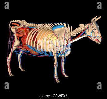 Anatomie de l'appareil digestif digestion vache Photo Stock - Alamy