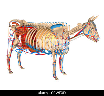 Anatomie de la vache d'organes Photo Stock - Alamy