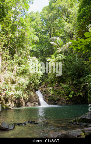 Cascade de forêt amazonienne, au Brésil, en Amérique du Sud Photo Stock ...