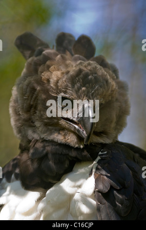 Une Harpie sauvage (Harpia harpyja) perché sur un arbre Cecropia dans ...