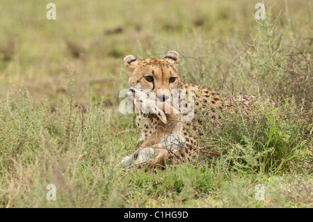 Jeune Guépard (Acinonyx jubatus) avec un steenbok fraîchement pêché ...