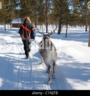 Homme avec Sami pour traîneau à rennes - 25 C, Jukkasjarvi, Laponie ...