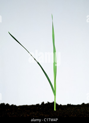 La folle avoine (Avena fatua) jeune plant de tallage Photo Stock - Alamy