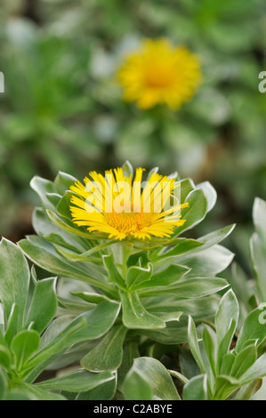 Île des Canaries Daisy (Asteriscus sericeus), originaire des îles ...