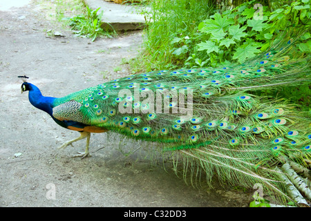 Un déploiement de la queue de paon Photo Stock - Alamy