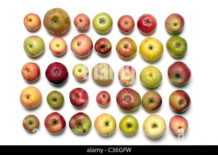 Variétés de pommes Photo Stock - Alamy