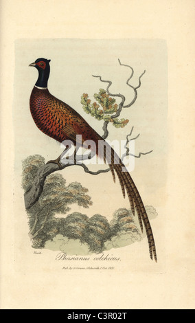 Faisan de Colchide Phasianus colchicus,. Gravure coloriée sur acier par ...
