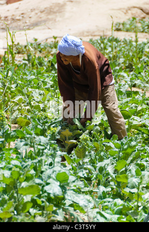Oasis Feiran, péninsule du Sinaï, Égypte Photo Stock - Alamy