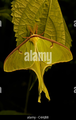 Luna Moth (Actias luna) - Les adultes - New York - USA - Famille ...