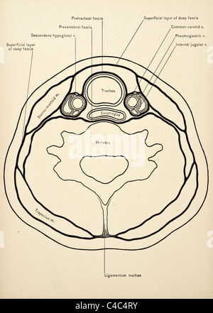 Illustration ancienne de l'anatomie, du schéma tête-cou-gorge des ...