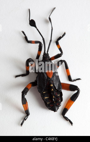 Chahuis ou Xamoes Edible Beetle Mexico - un exemple de la nourriture ...