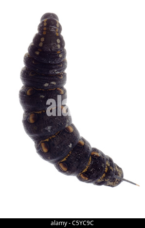 Cocon d'insectes caterpillar isolated on white Photo Stock - Alamy