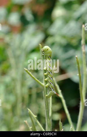 Sphynx à cinq points (Manduca quinquemaculata) se nourrissent de nectar ...