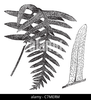 Fougère polypode commun (Polypodium vulgare) à gauche, et les hexagones ...