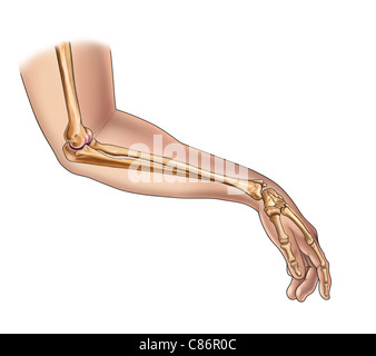 RADIUS et du cubitus Photo Stock - Alamy