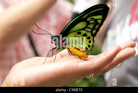 Queen Alexandra's CITES (Ornithoptera alexandrae), l'exemplaire du ...