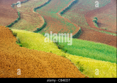 L'Asie, Chine, Yunnan, Dongchuan. Les cultures en terrasses couverture ...