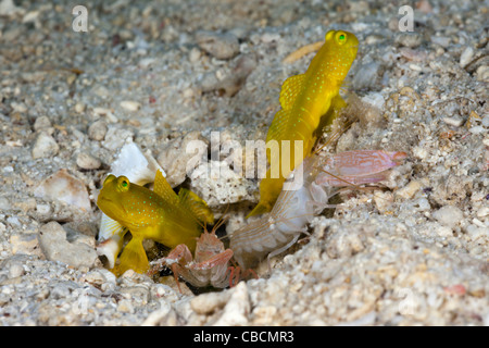 Gobie symbiotique Crevette jaune dans l'Accrochage avec crevettes ...