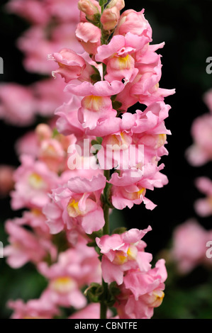 Antirrhinum majus 'Sonnet' Rose muflier des gueules de fleurs roses ...