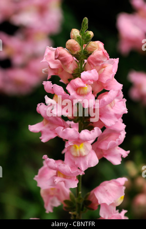 Antirrhinum majus 'Sonnet' Rose muflier des gueules de fleurs roses ...