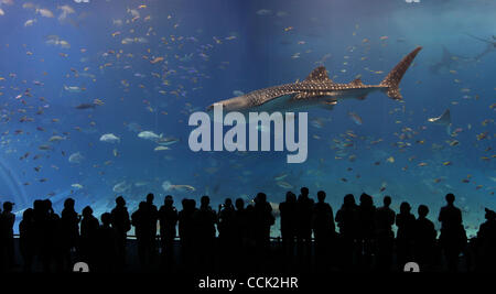Le 9 décembre 2010 - Okinawa, Japon - Grand requin baleine et d'autres ...
