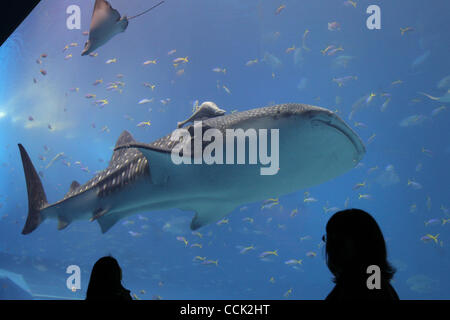 Le 9 décembre 2010 - Okinawa, Japon - Grand requin baleine et d'autres ...