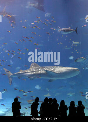 Le 9 décembre 2010 - Okinawa, Japon - Grand requin baleine et d'autres ...