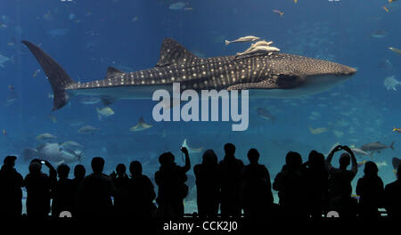 Le 9 décembre 2010 - Okinawa, Japon - Grand requin baleine et d'autres ...
