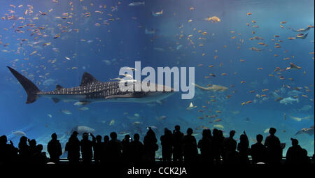 Le 9 décembre 2010 - Okinawa, Japon - Grand requin baleine et d'autres ...