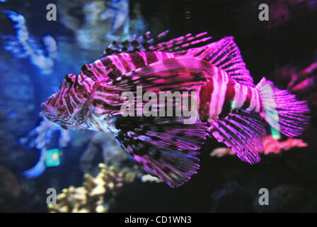 Rascasse volante Pterois volitans-- Le poisson lion est un prédateur ...