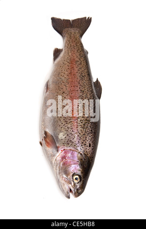 Ensemble de la truite poisson isolé sur un fond blanc studio Photo ...