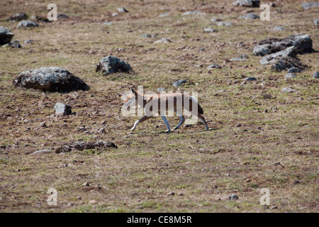 Le loup éthiopien rongeurs Canis simensis chasse Montagnes de balle Nat ...