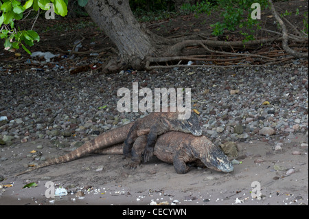 Un couple de dragons de Komodo l'accouplement sur la plage de Rincah ...