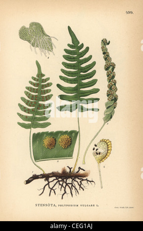 Fougère polypode commun (Polypodium vulgare) à gauche, et les hexagones ...