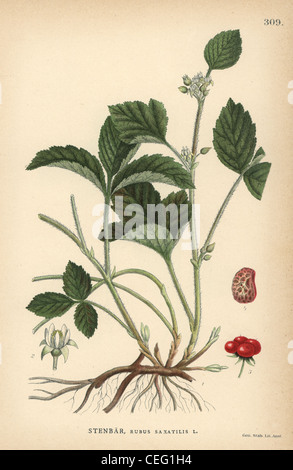 Stone bramble (Rubus saxatilis), plante médicinale, chromolithographie ...