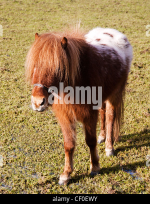 Falabella Cheval Miniature Photo Stock - Alamy
