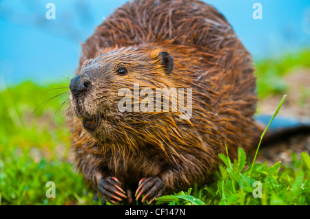 dents de castor Photo Stock - Alamy