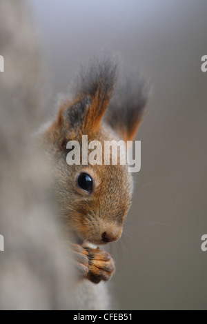 L'Écureuil roux Sciurus vulgaris peeking autour de tronc d'arbre Photo ...