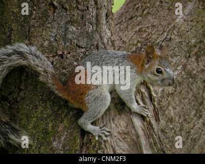 La faune, les rongeurs, le Mexique, des animaux, des mammifères, faune ...